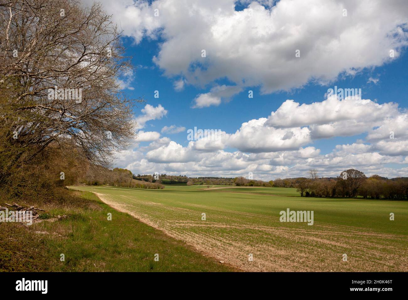A large field of Spring wheat, with Battines Hill Wood and Apple Down ...