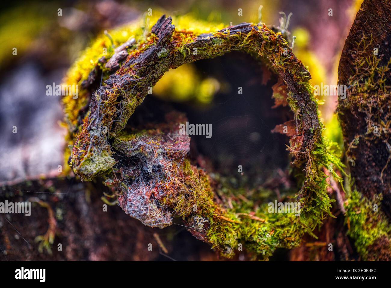 Closeup of a withered log covered in moss and spider webs in the woods ...