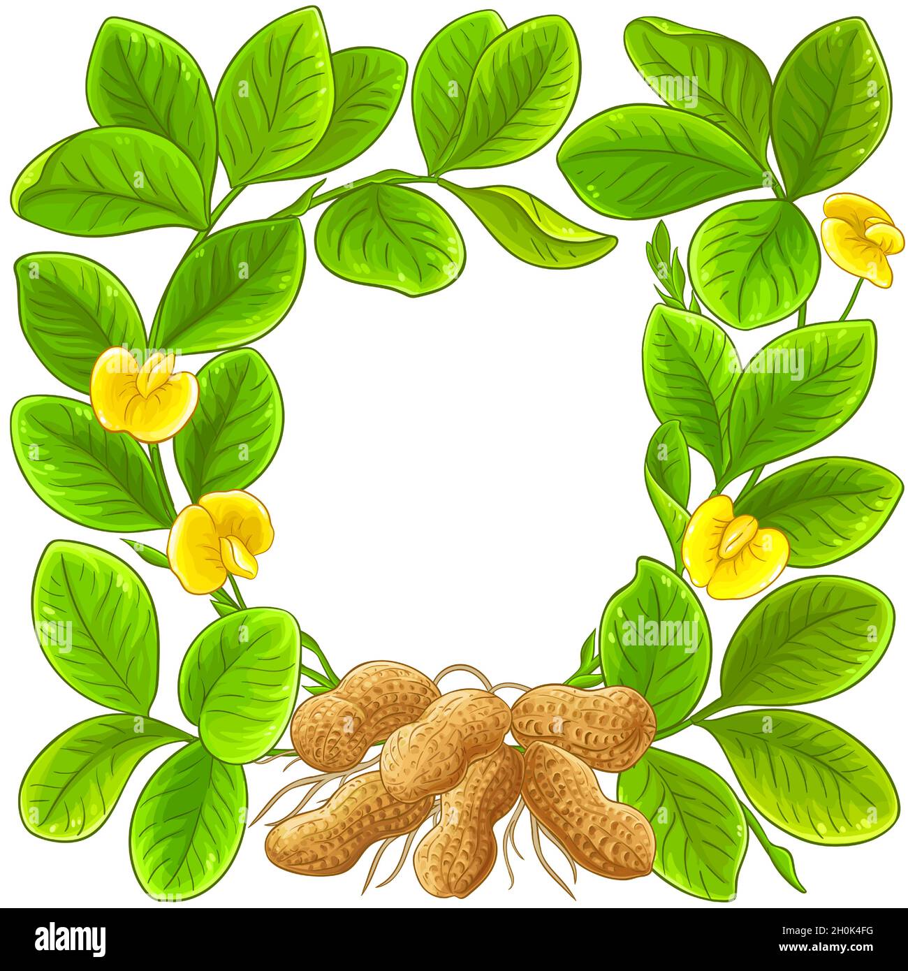peanut vector frame on white background Stock Vector Image & Art - Alamy