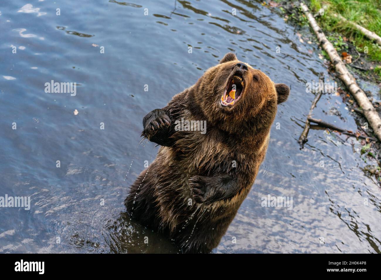 Growling brown bear standing on its hind legs in a lake Stock Photo - Alamy