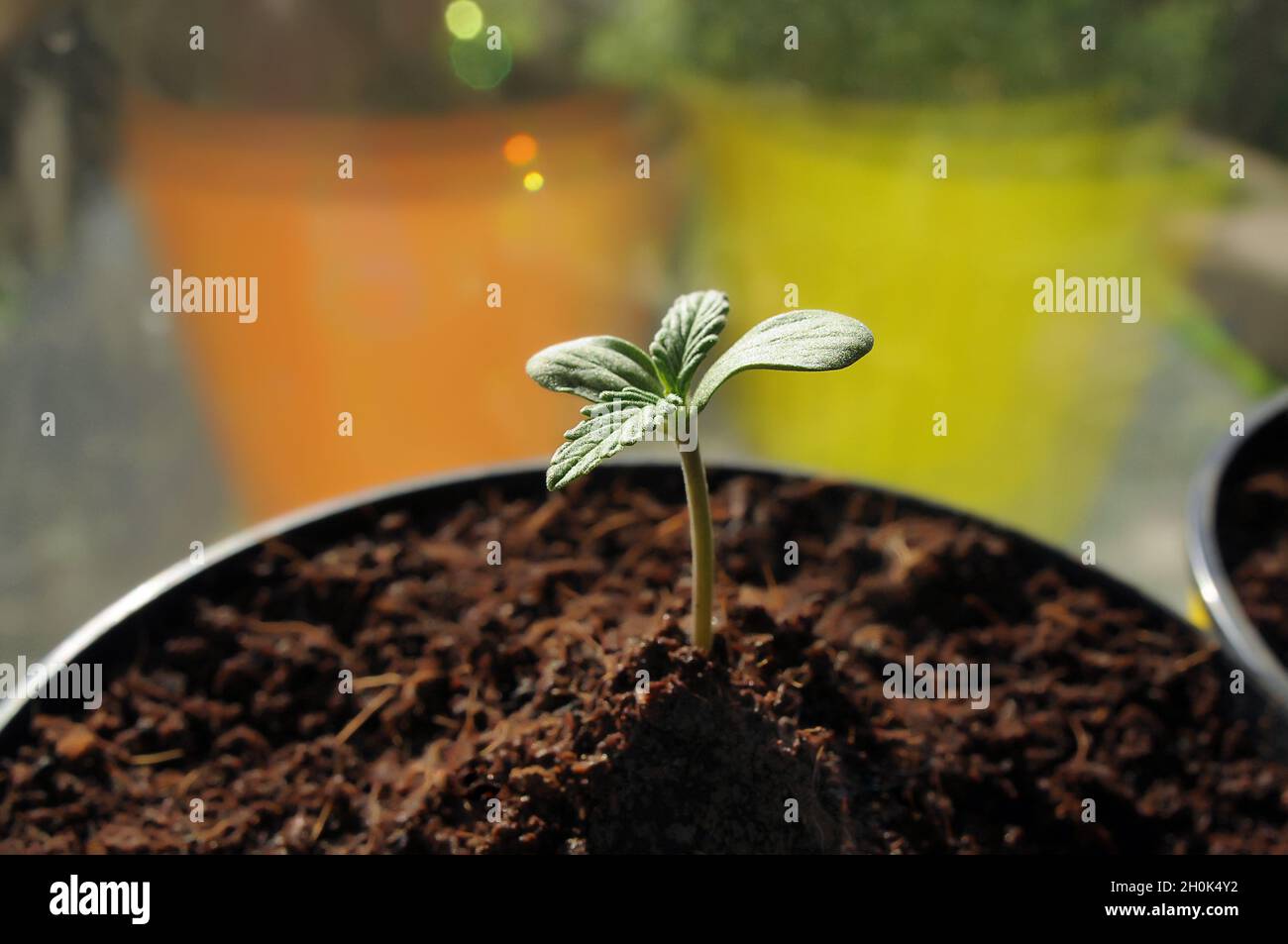 Cannabis sprout close-up in a pot. Fresh young hemp sprig grows in ...