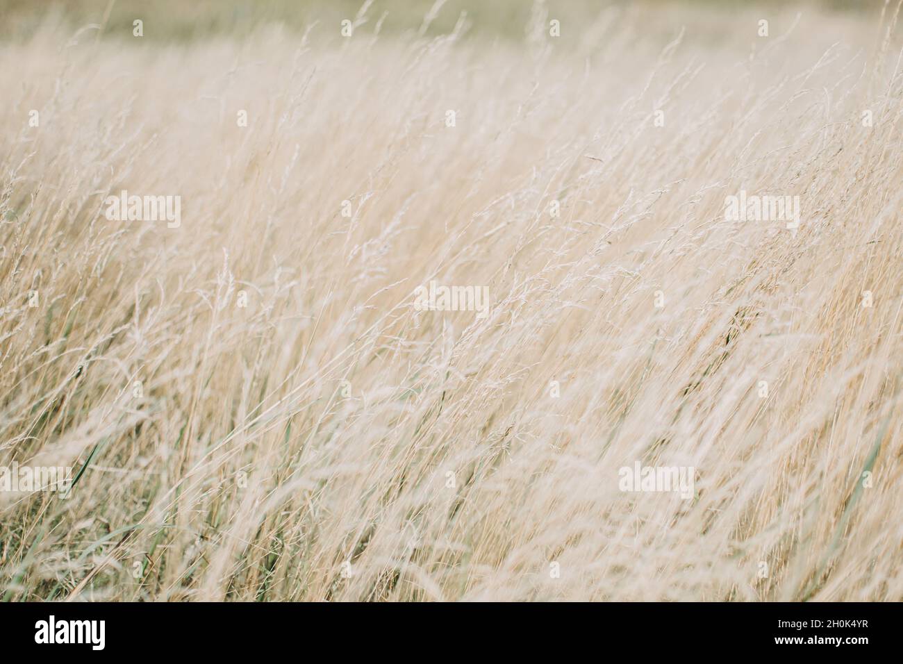 Dried panicle grass texture background. Soft beige dried meadow grass ...