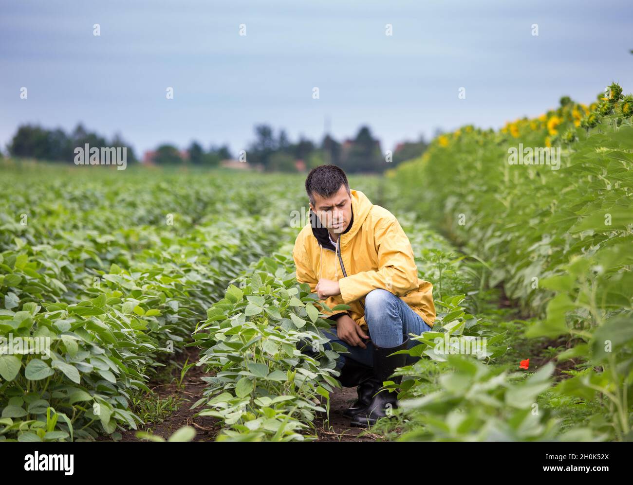 Handsome farmer squatting in soybean field and checking for crop ...