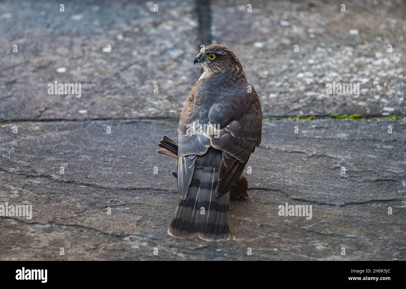 East Lothian, Scotland, UK, 13th October 2021. A sparrowhawk catches a ...