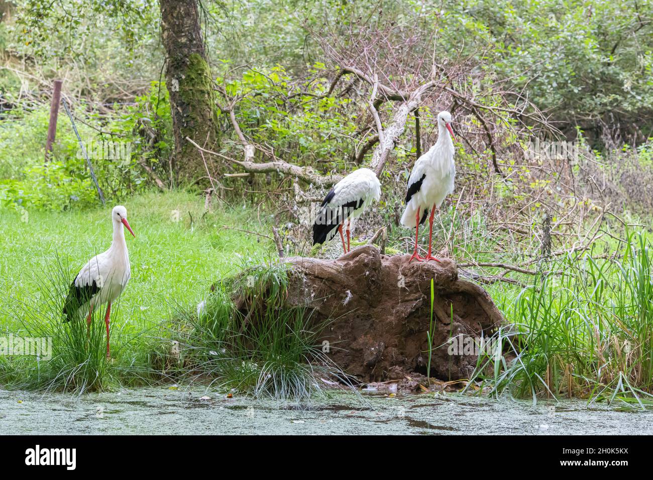 Beautiful view of white storks near the riverbank Stock Photo - Alamy