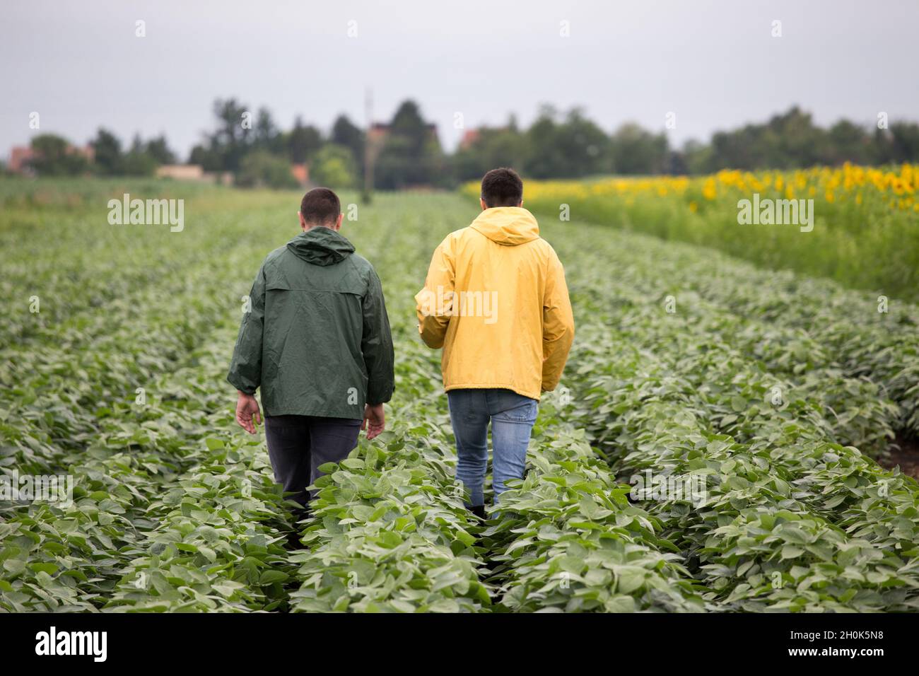 Soybean field silos hi-res stock photography and images - Alamy