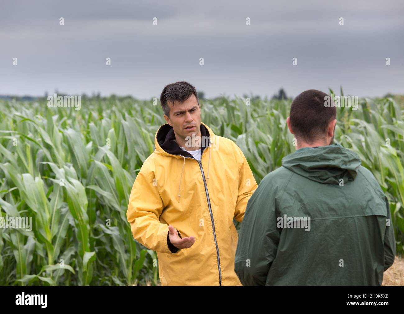 Two farmers in corn field hi-res stock photography and images - Alamy
