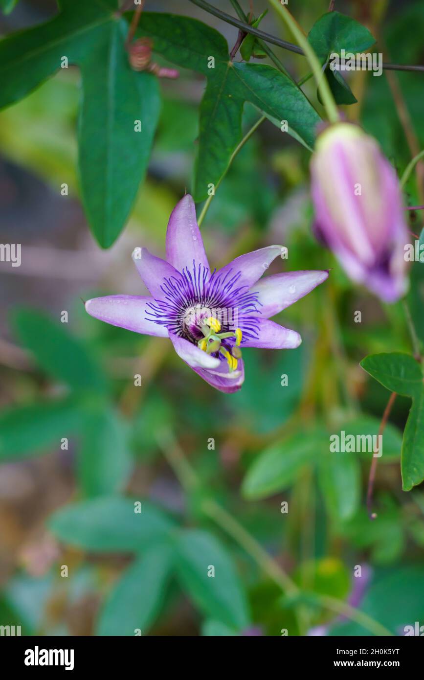 close up of a blue passionflower, bluecrown passion flower or common ...