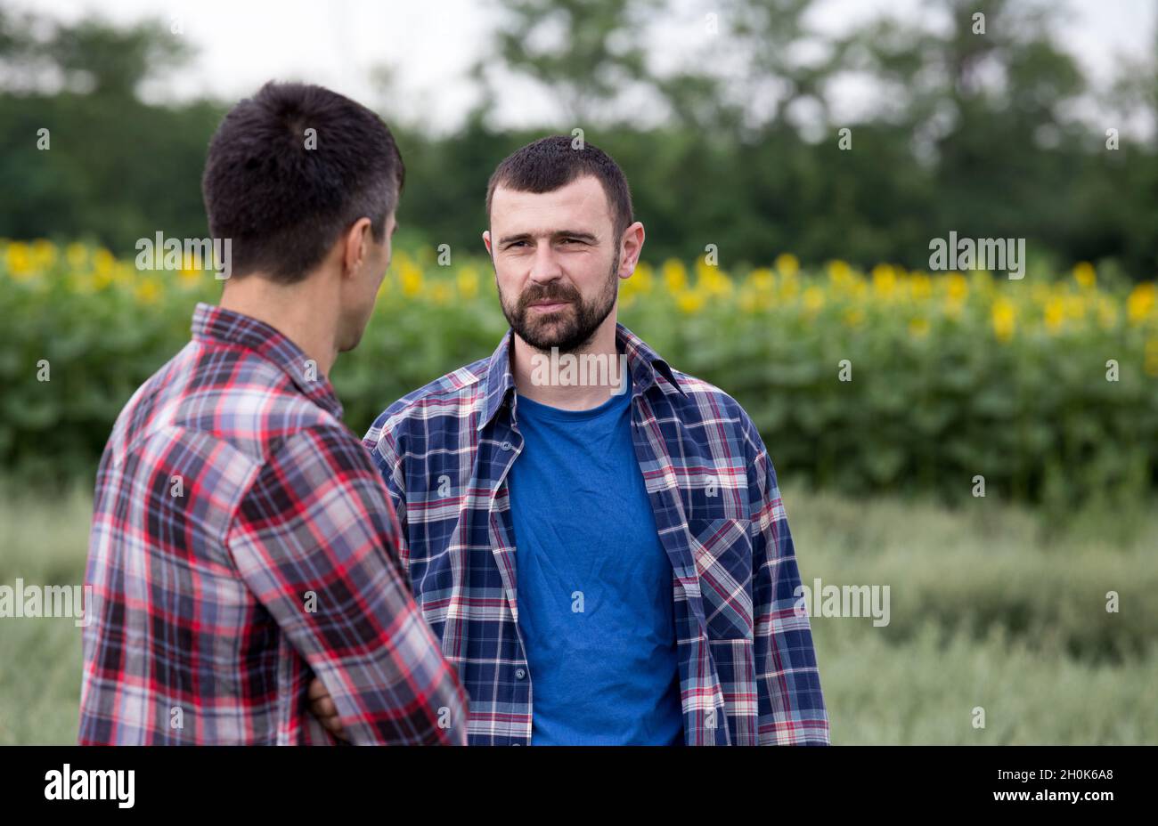 Two farmers standing in oat field and talking Stock Photo - Alamy