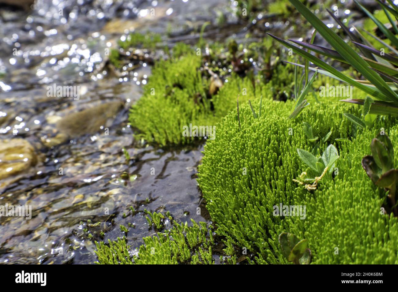 Closeup shot of green moss on a rock in the riverside Stock Photo - Alamy