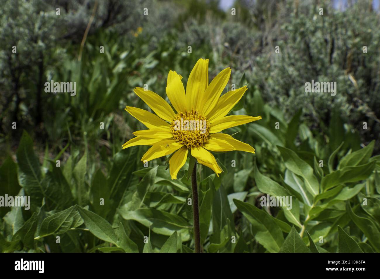 Arnica flower detail hi-res stock photography and images - Alamy