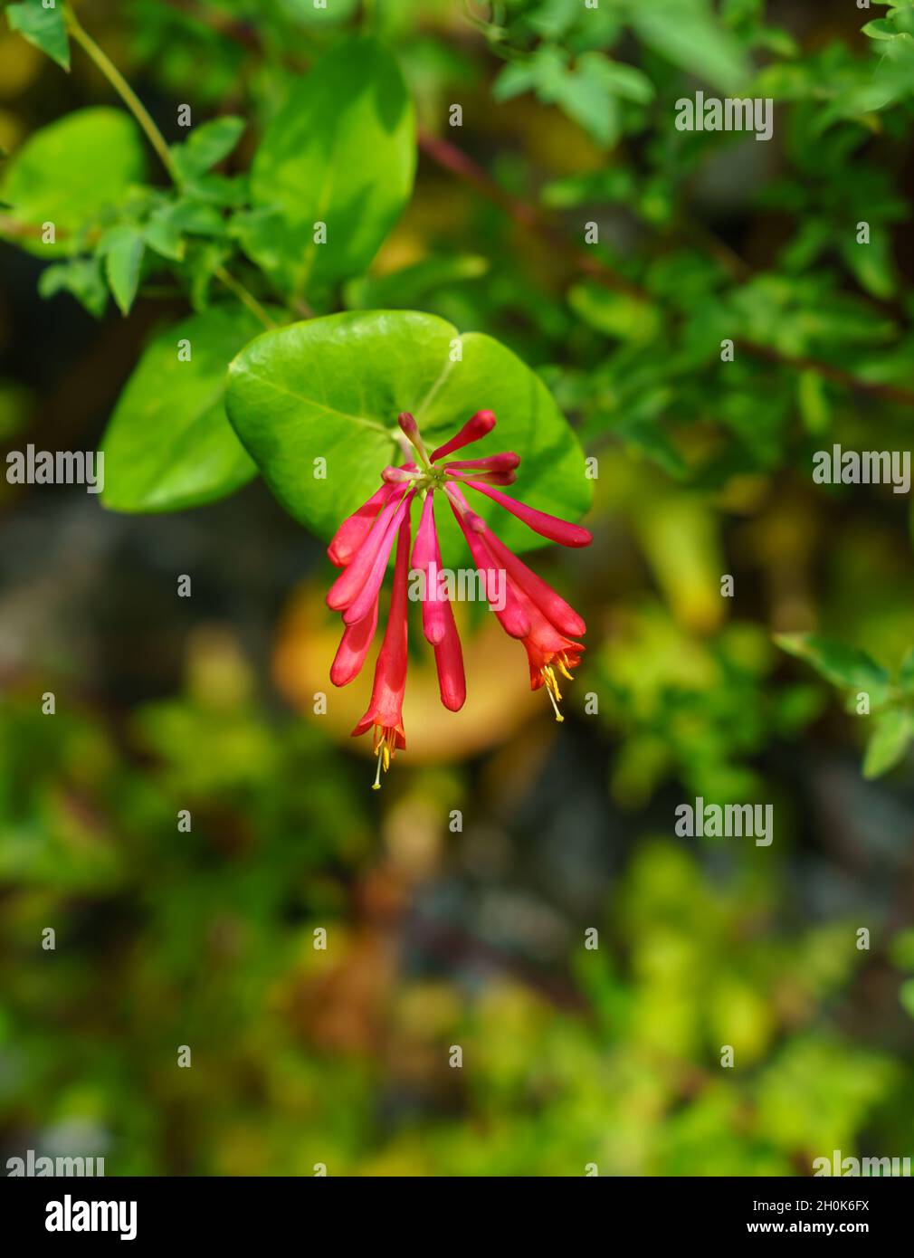 Perfoliate leaves hi-res stock photography and images - Alamy