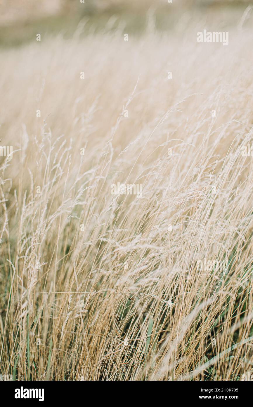 Dried panicle grass texture background. Soft beige dried meadow grass ...