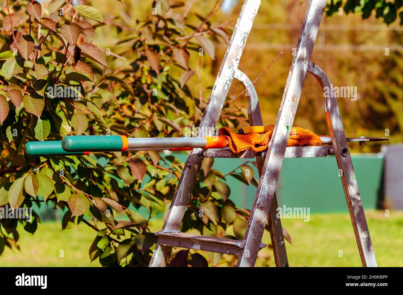 Seasonal pruning trees with pruning shears. Gardener pruning fruit ...