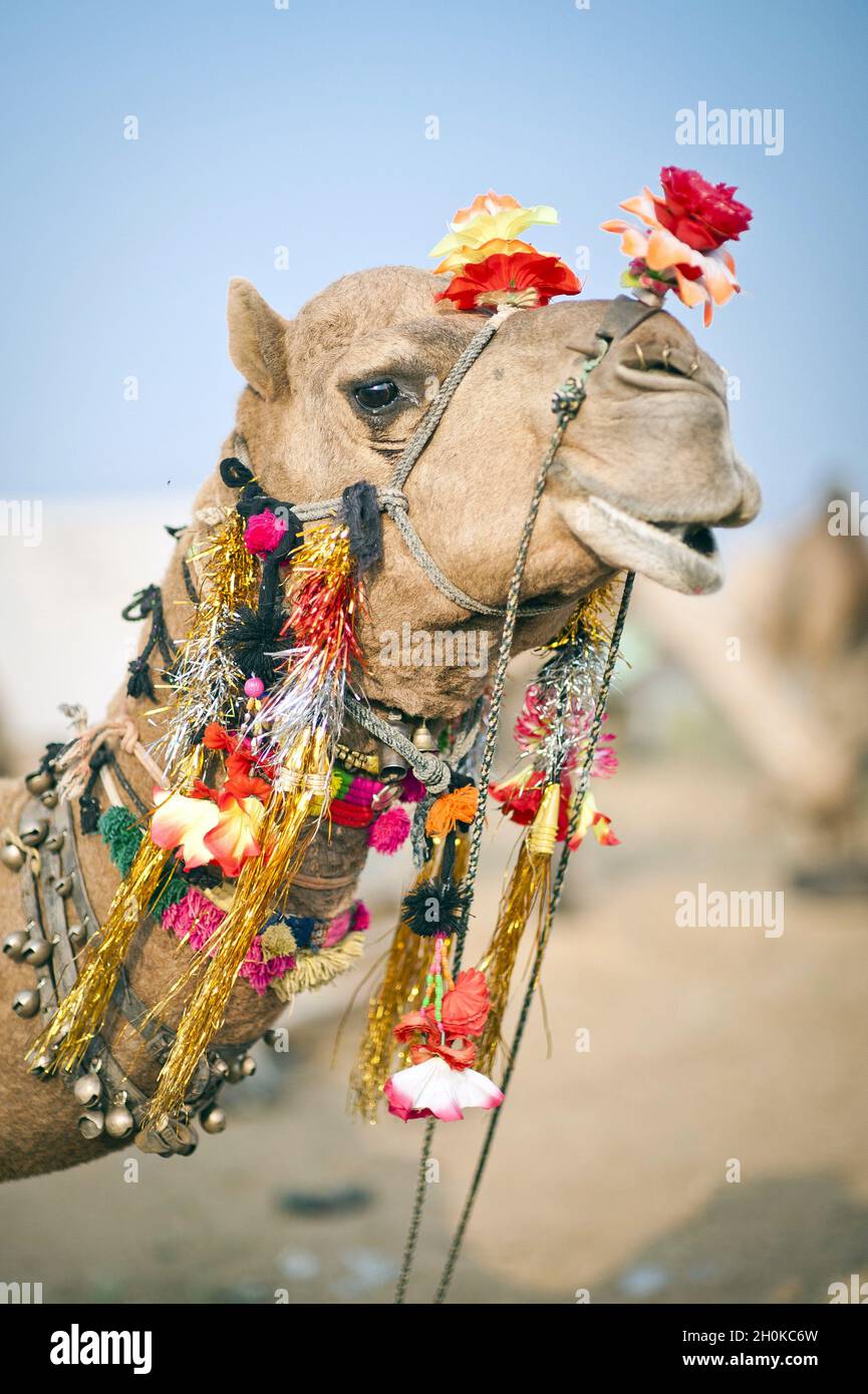 Camel decorated flowers hi-res stock photography and images - Alamy