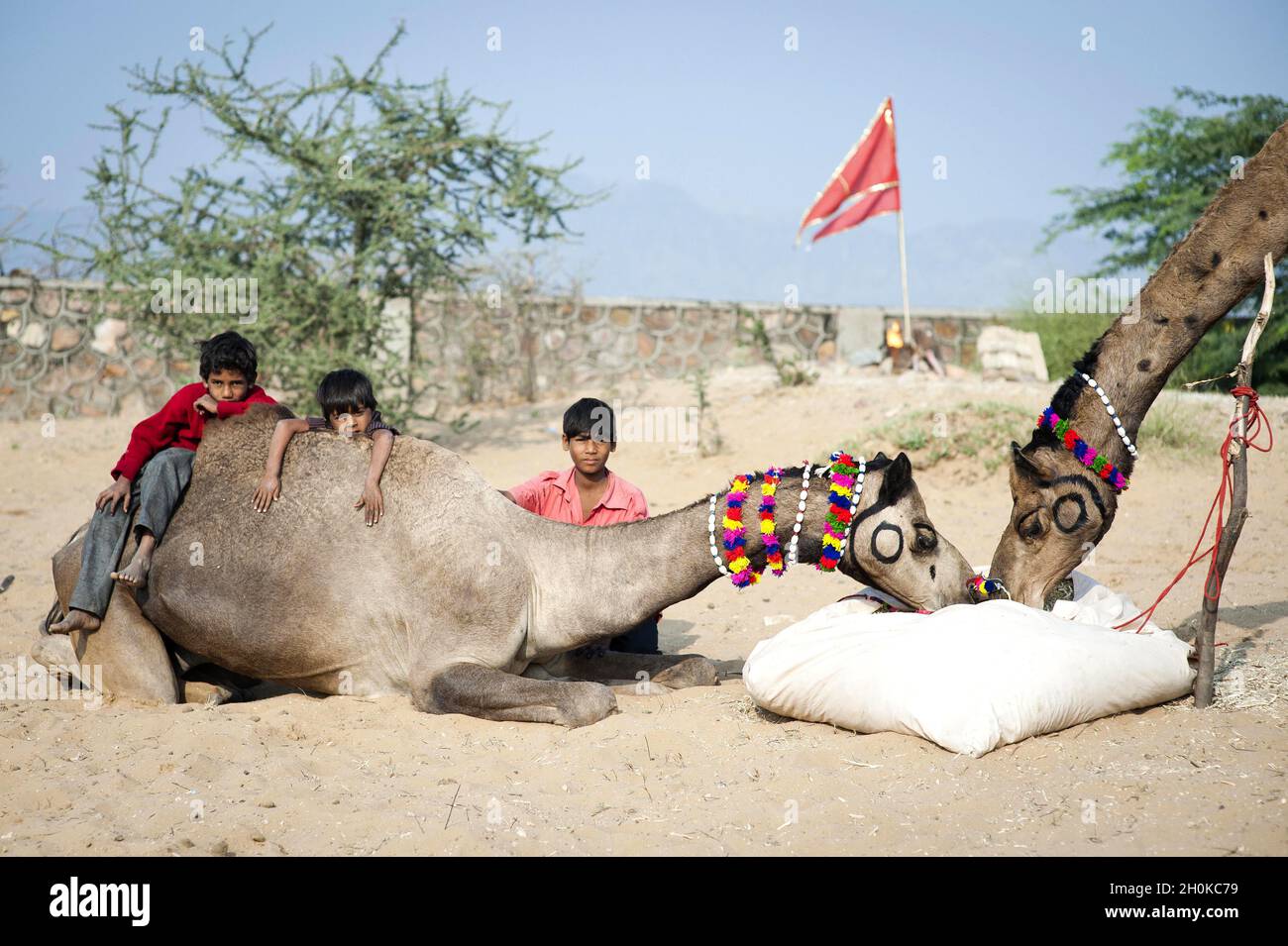 Camel sat hi-res stock photography and images - Alamy