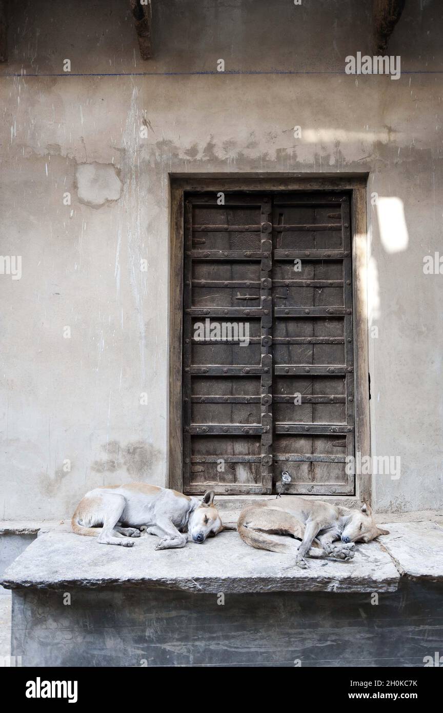 India general pushkar hi-res stock photography and images - Alamy