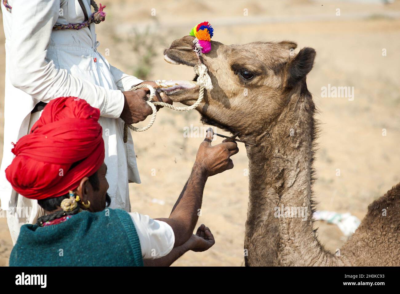 Aamel herders preparing their camel at the Pushkar Camel Festival, Pushkar, India Stock Photo ...