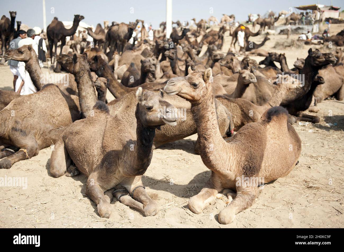 The Pushkar Camel Festival in Pushkar, India Stock Photo - Alamy