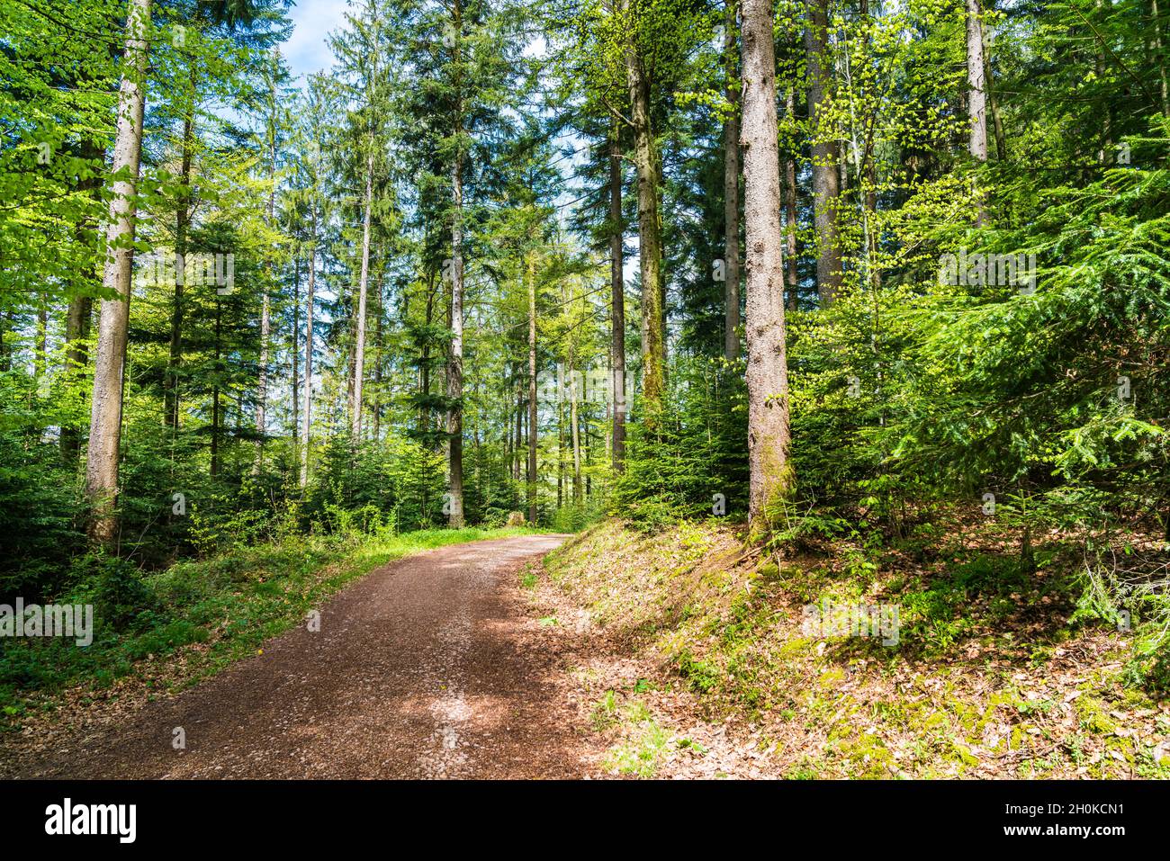 Germany, Beautiful forest path alongside huge ancient trees and green ...