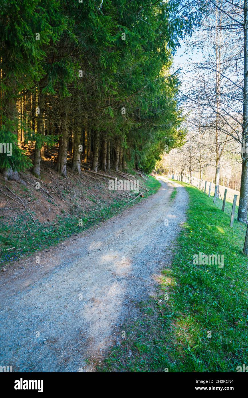 Germany, Curved forest trail alongside huge ancient conifer trees and ...