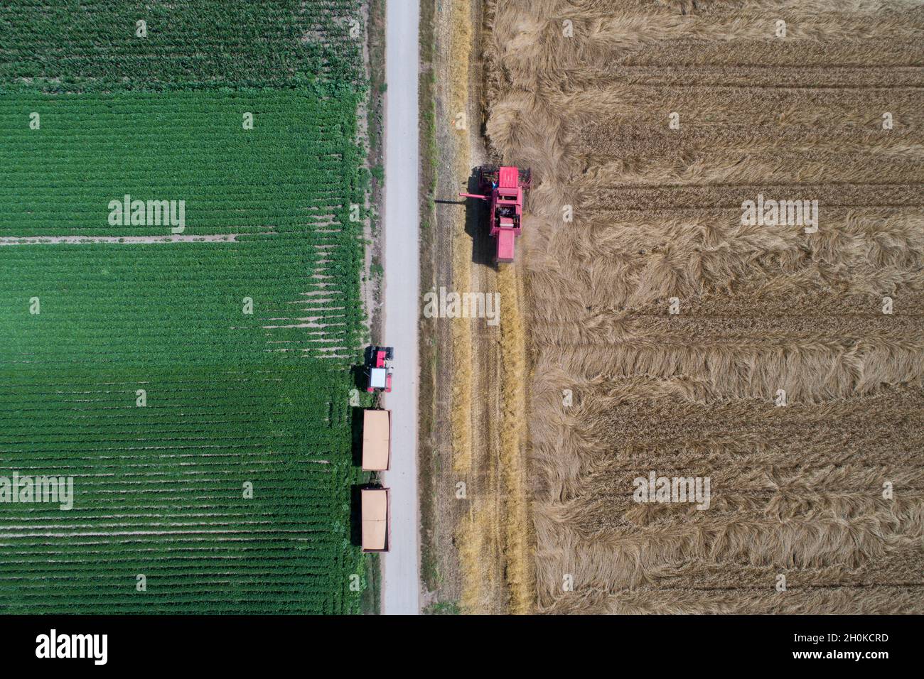 Top view of combine harvester and tractor with trailers working in ...