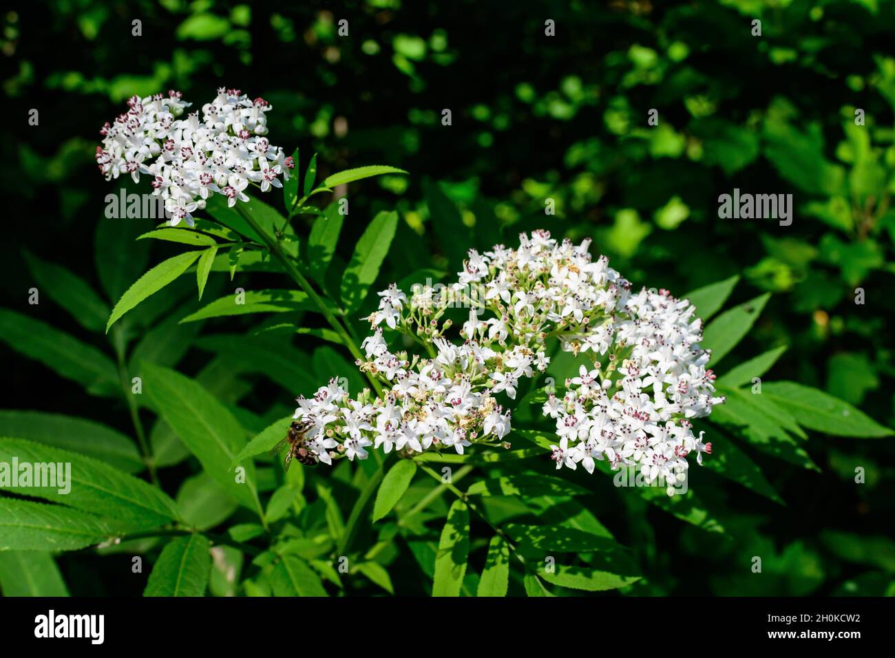 Many delicate small white flowers of Sambucus ebulus plant, known as ...