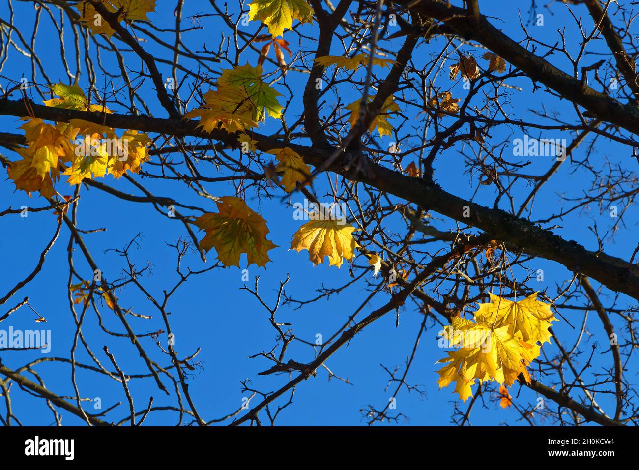 Autumn leaves have nice colors in the park Stock Photo - Alamy