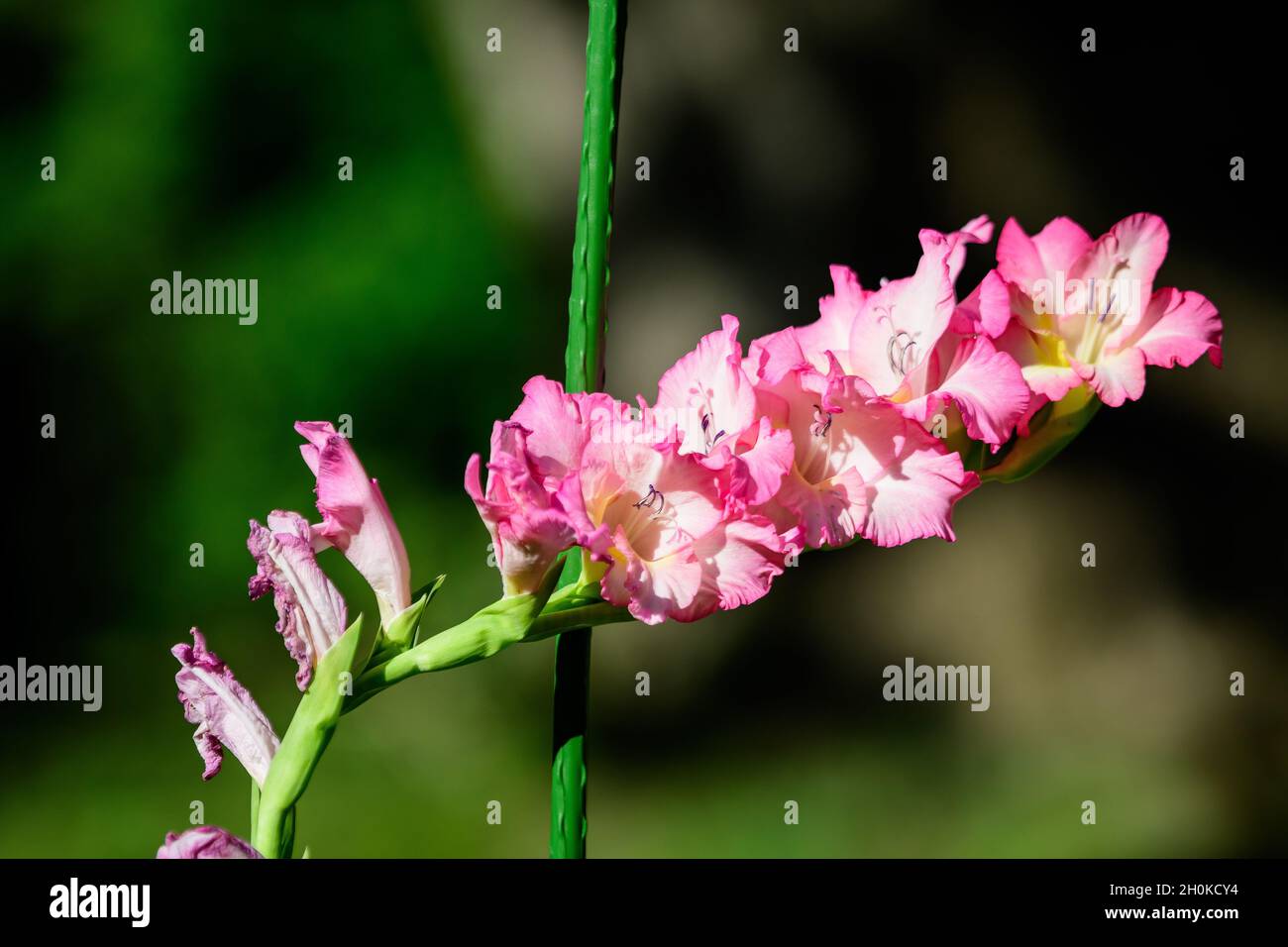 Gladiolus flowers hi-res stock photography and images - Alamy
