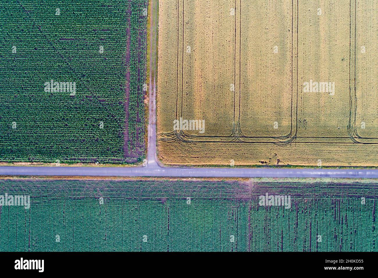 Abstract geometric shapes of agricultural parcels of different crops ...