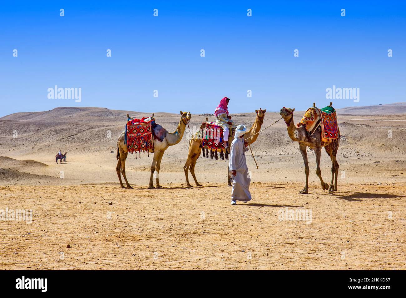 Camel in the dry desert, Egypt Stock Photo - Alamy
