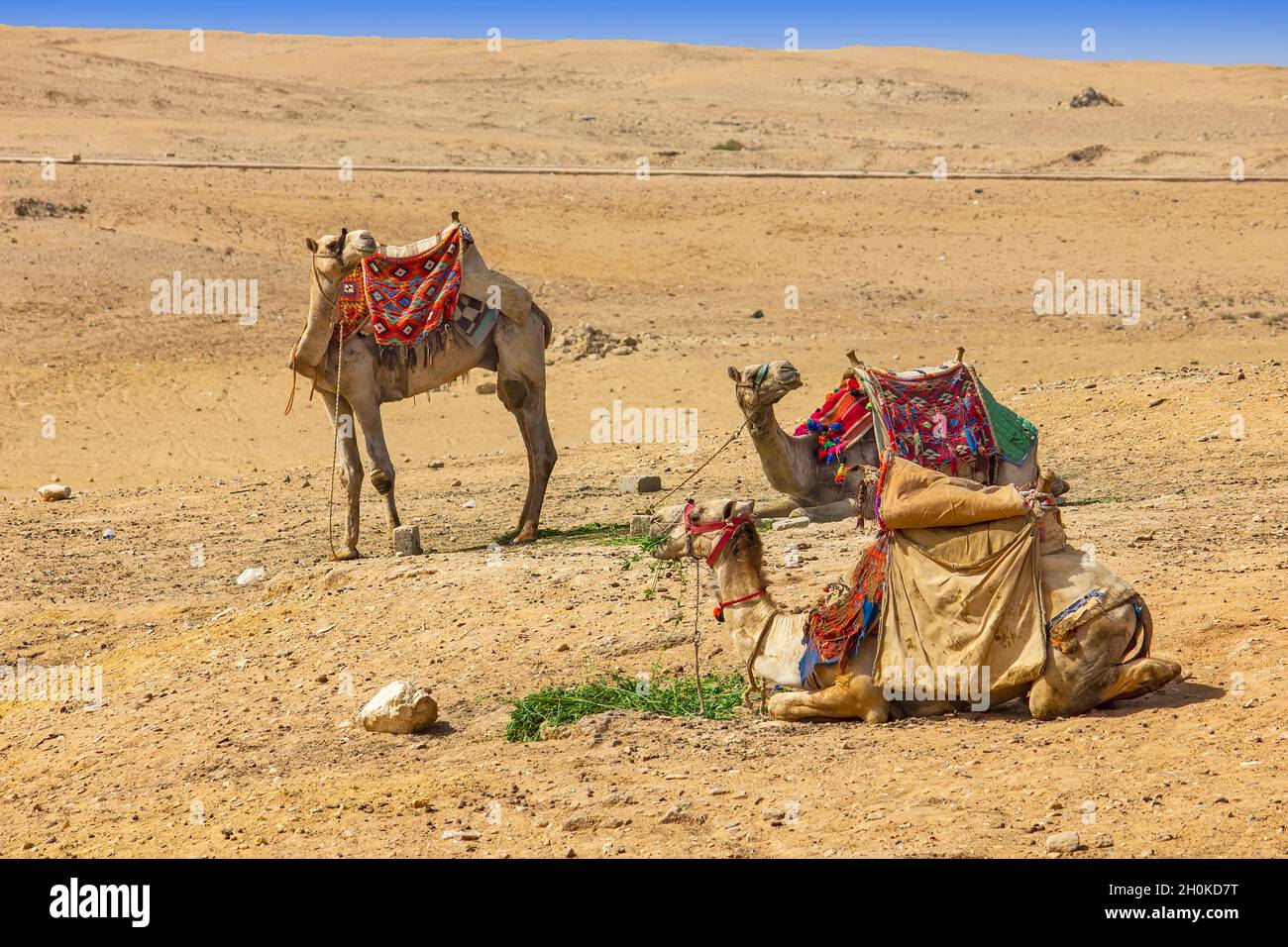 Camel in the dry desert, Egypt Stock Photo - Alamy