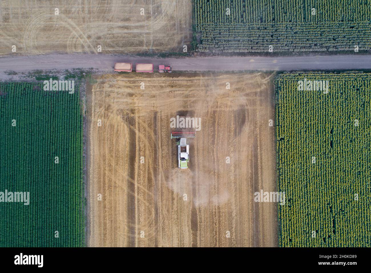 Top view of combine harvester and tractor with trailers working in ...