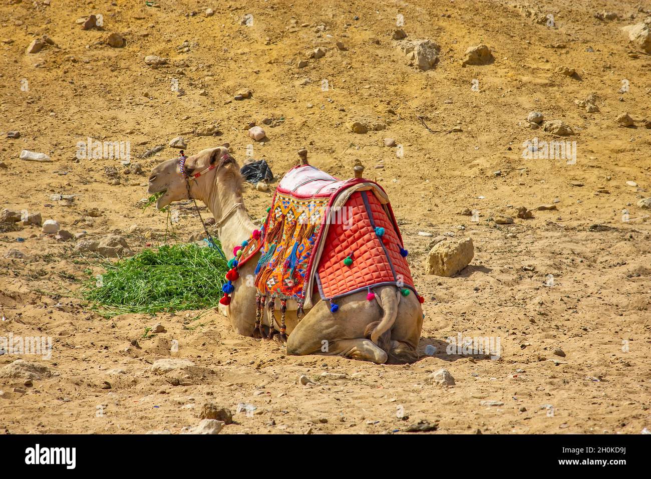 Camel in the dry desert, Egypt Stock Photo - Alamy