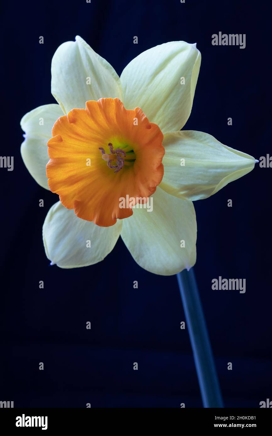 beautiful yellow and orange narcissus, alone on a black background ...