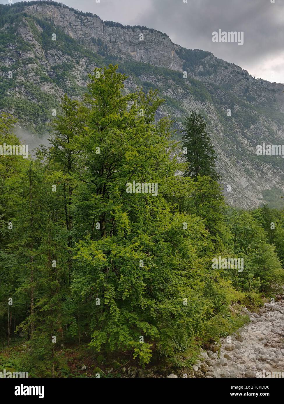 Vertical shot of the forest in Dinaric Alps near Lake Bohinj, Slovenia ...
