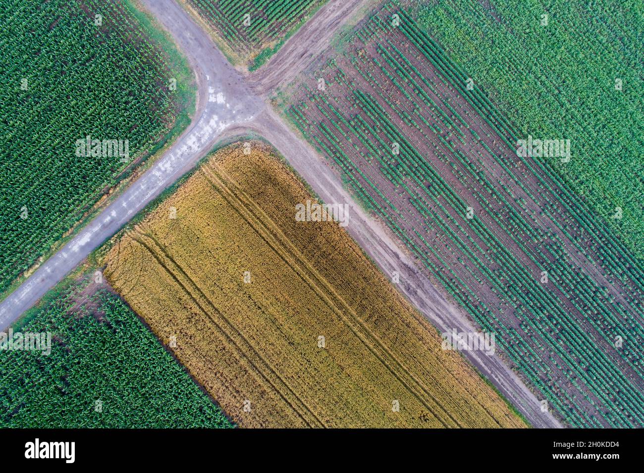 Abstract geometric shapes of agricultural parcels of different crops ...