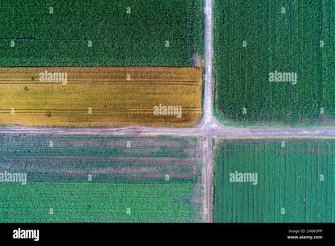 Abstract geometric shapes of agricultural parcels of different crops ...