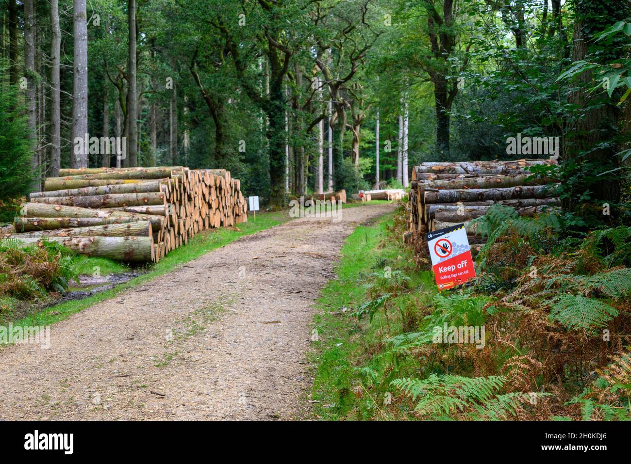 Logging operations hi-res stock photography and images - Alamy