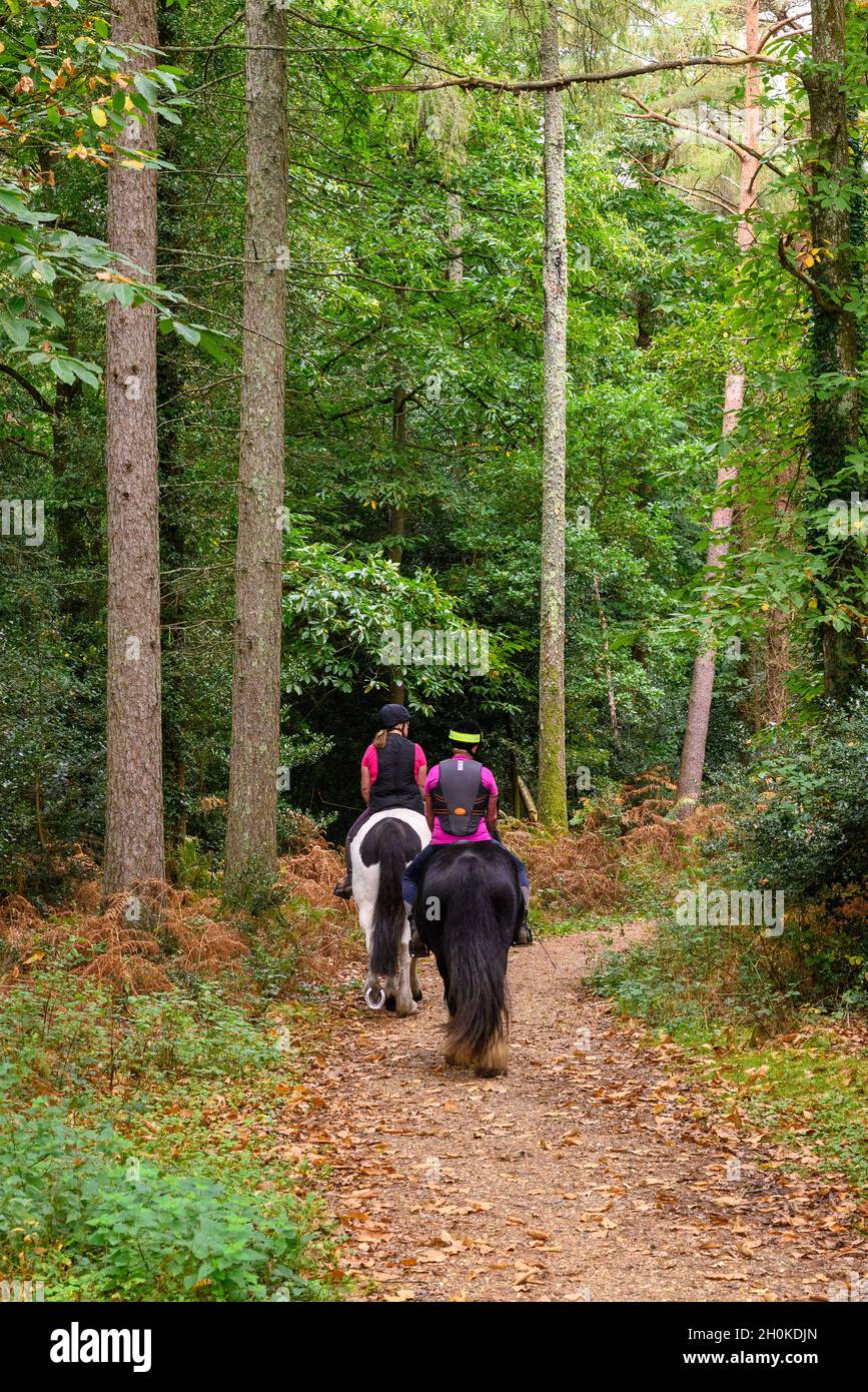 New forest and horse riding hi-res stock photography and images - Alamy