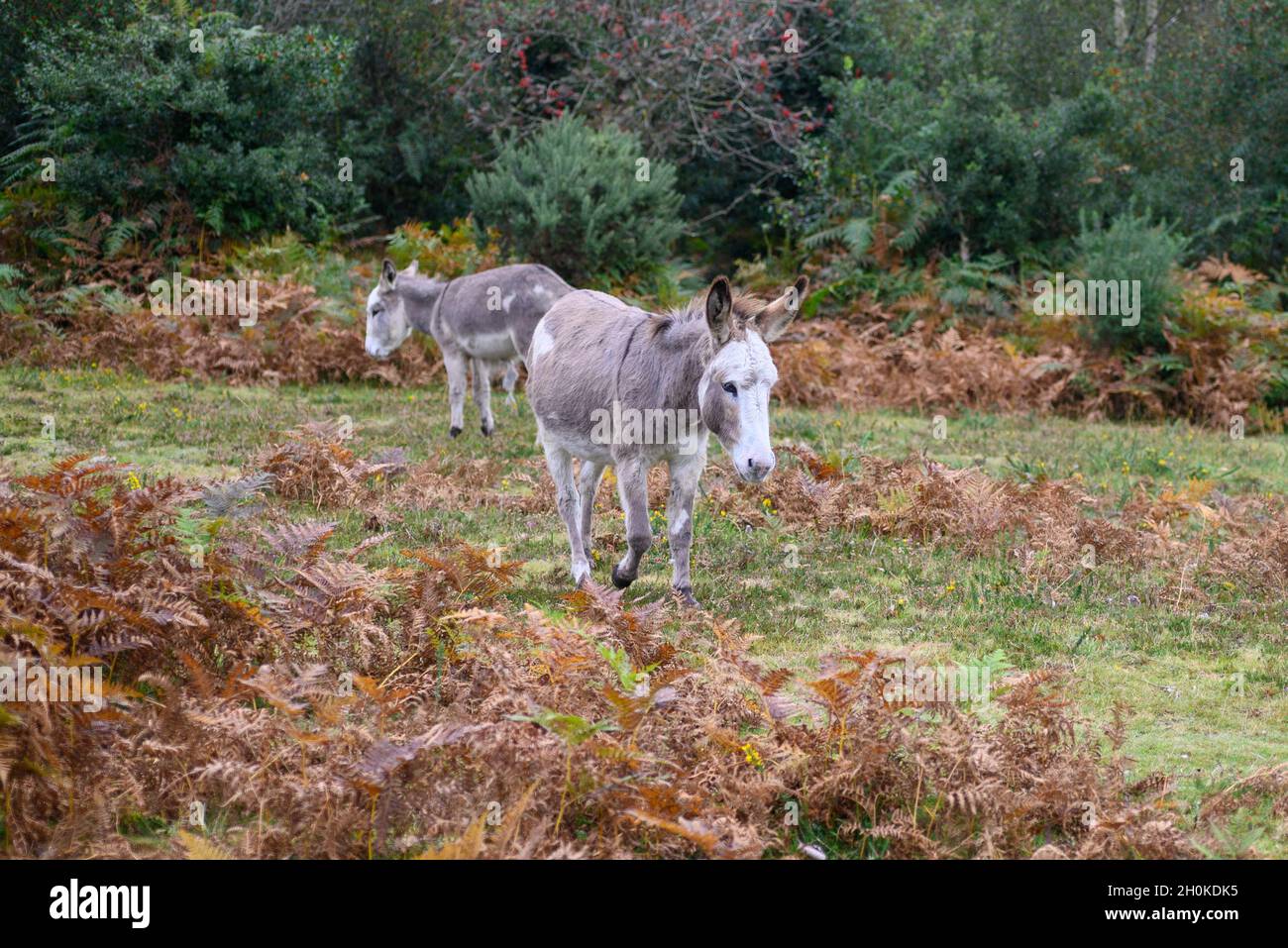 New forest donkey hi-res stock photography and images - Alamy