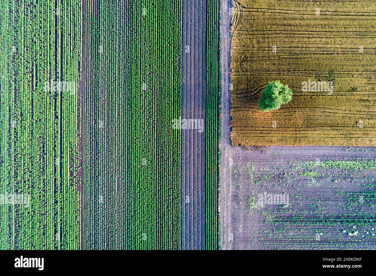 Abstract geometric shapes of agricultural parcels of different crops ...