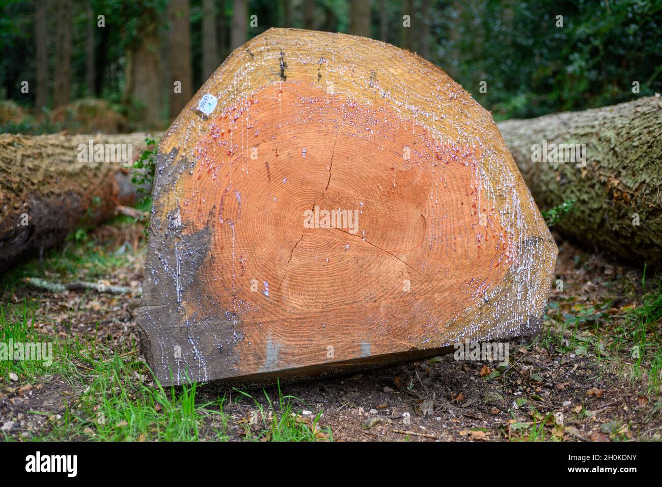 Stacked cut down tree after logging operations in The New Forest ...