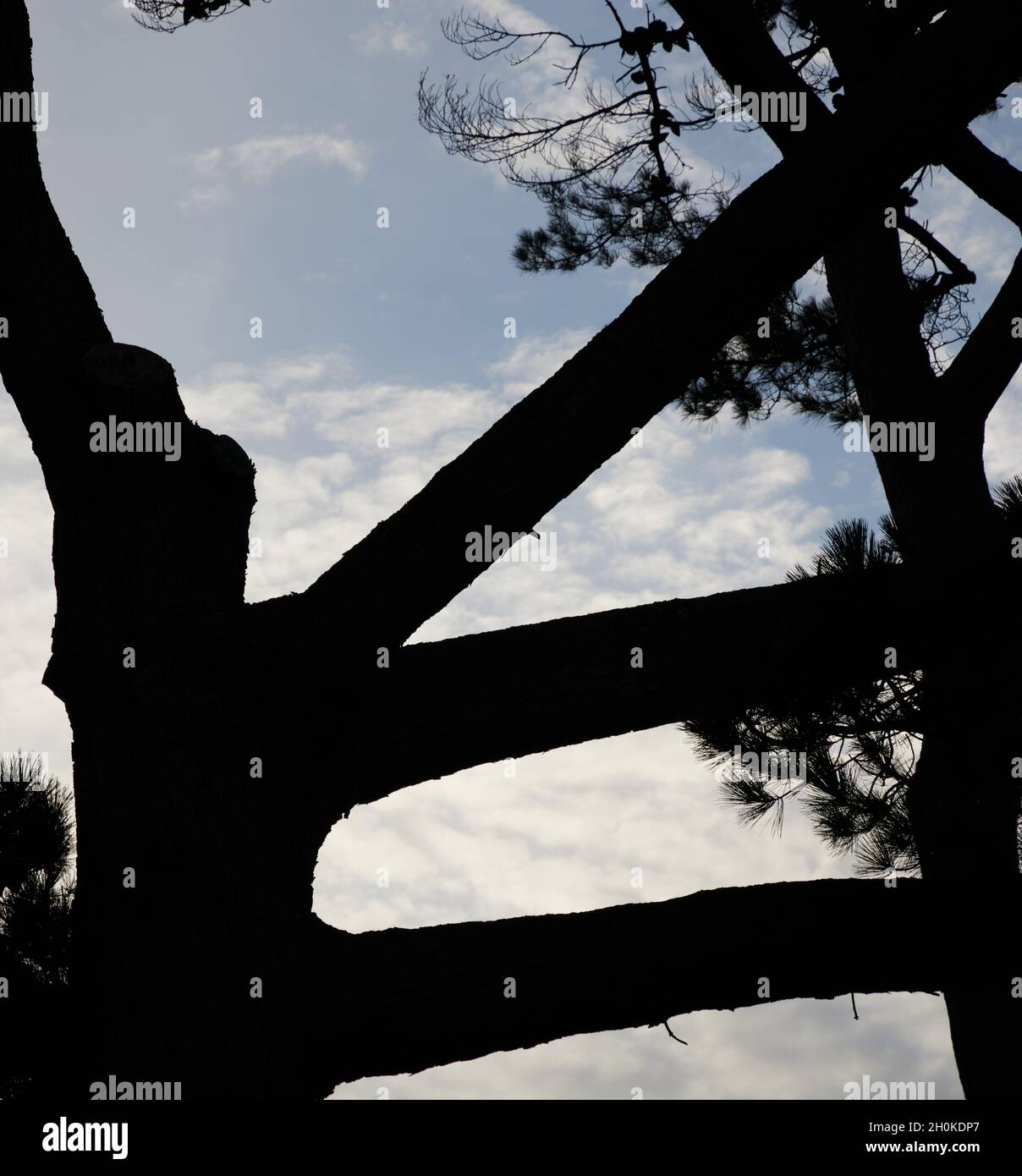 Strong, dark and abstract shapes and lines of a Scots Pine tree seen in ...
