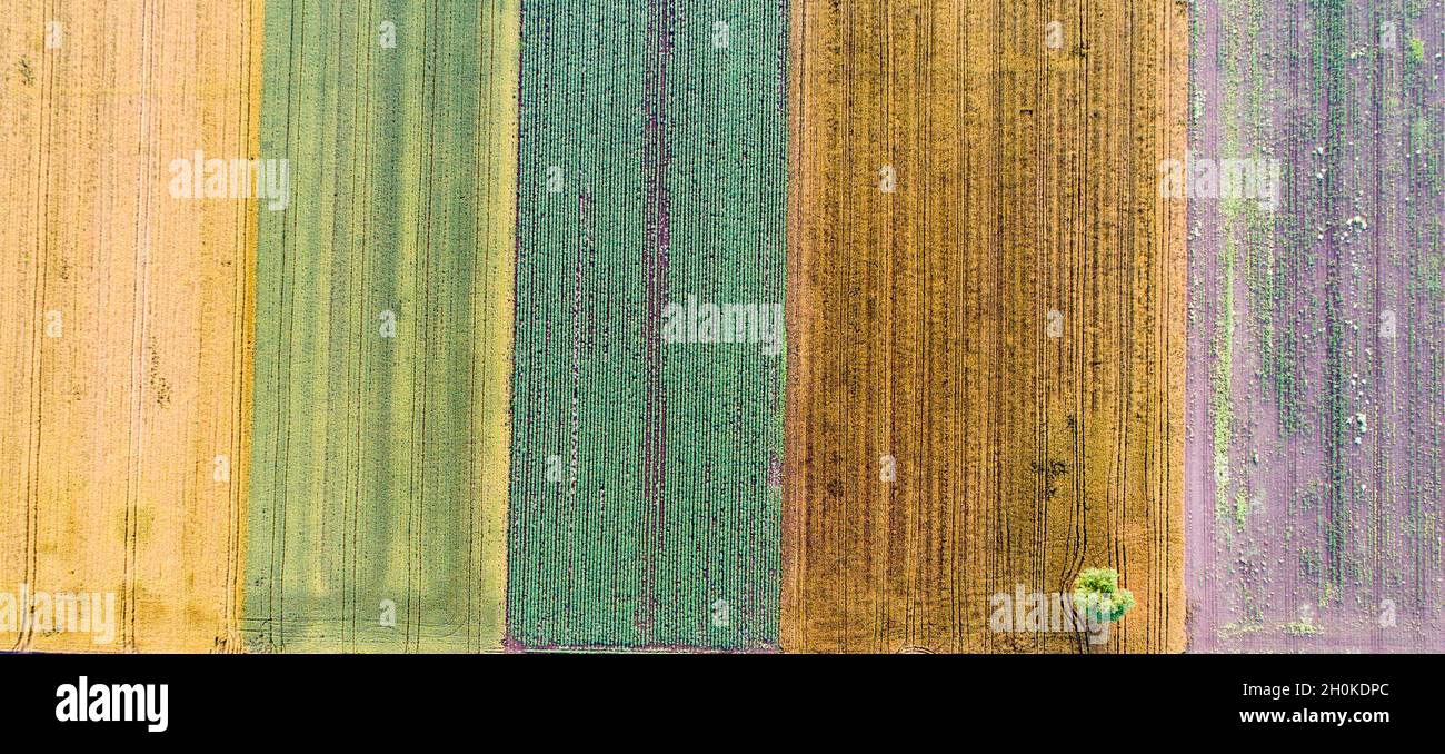 Vertical stripes of agricultural parcels of different crops. Aerial ...