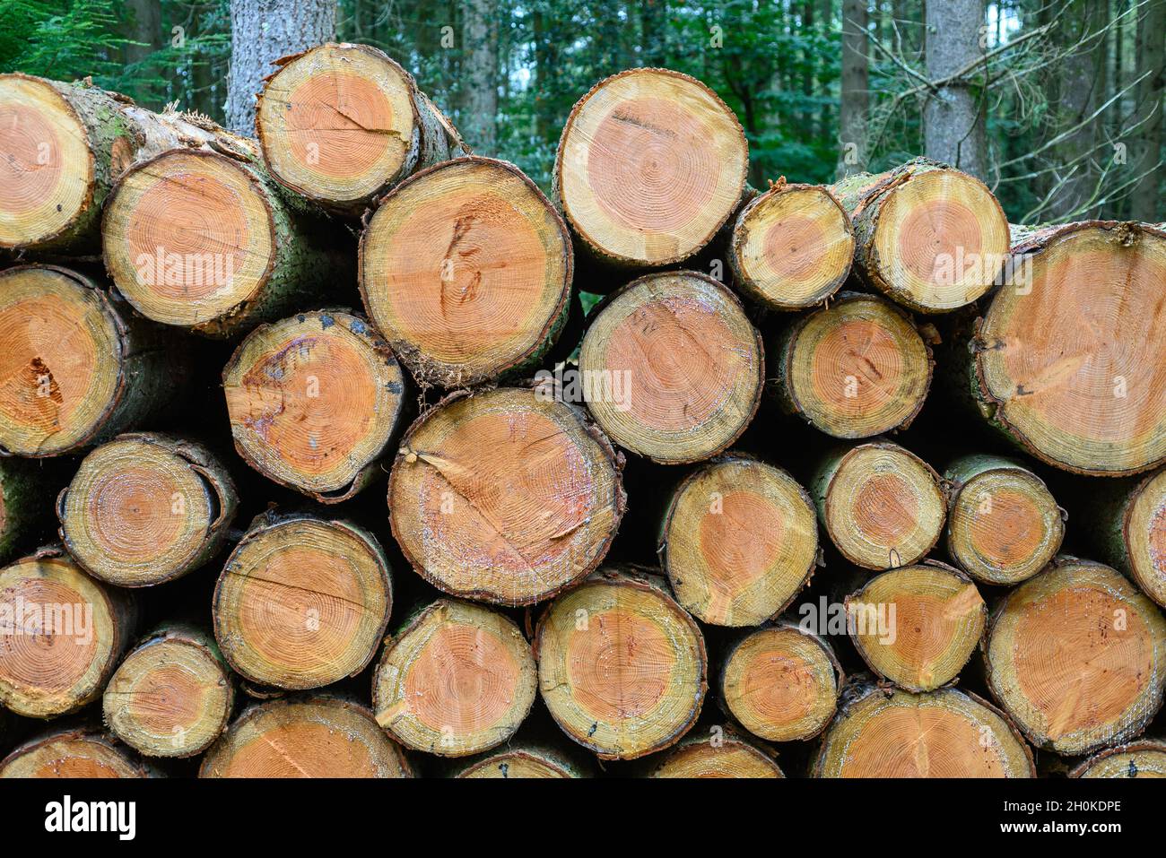 Stacked cut down trees after logging operations in The New Forest ...