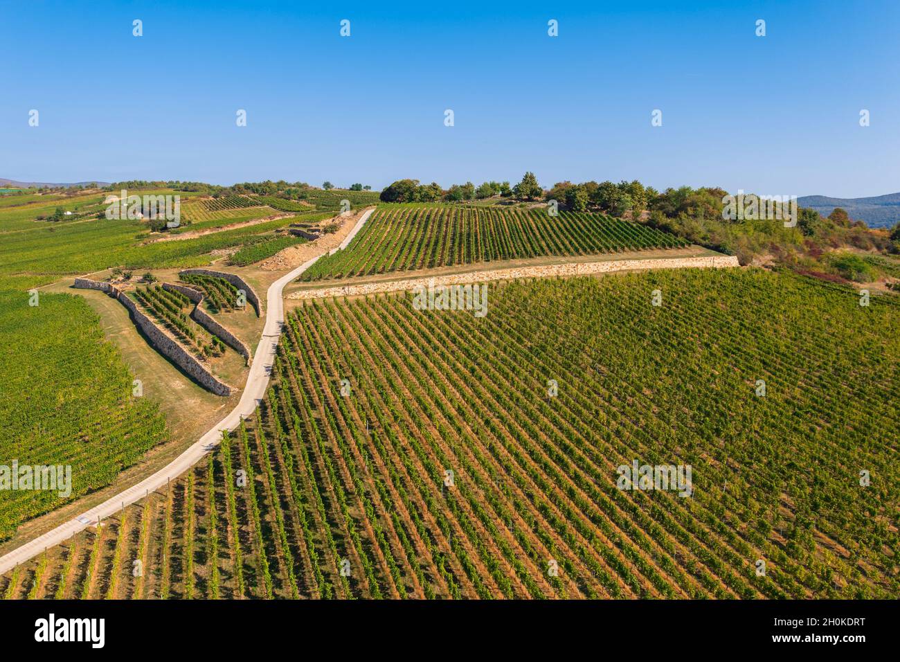 Panoramic view about beautiful vineyards at Tokaj wine region, historic ...
