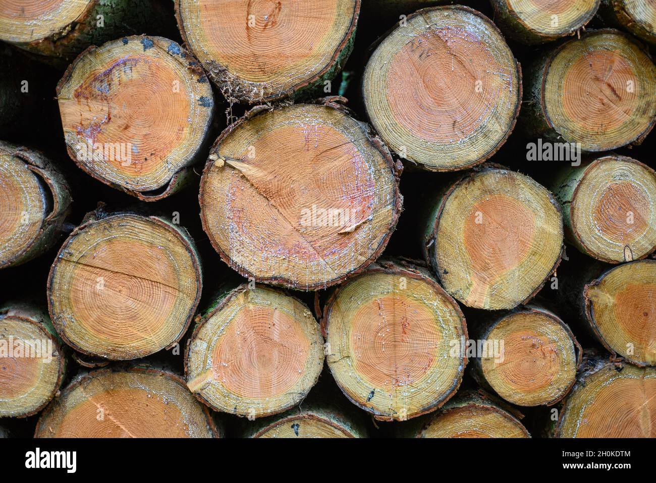 Stacked cut down trees Stock Photo - Alamy