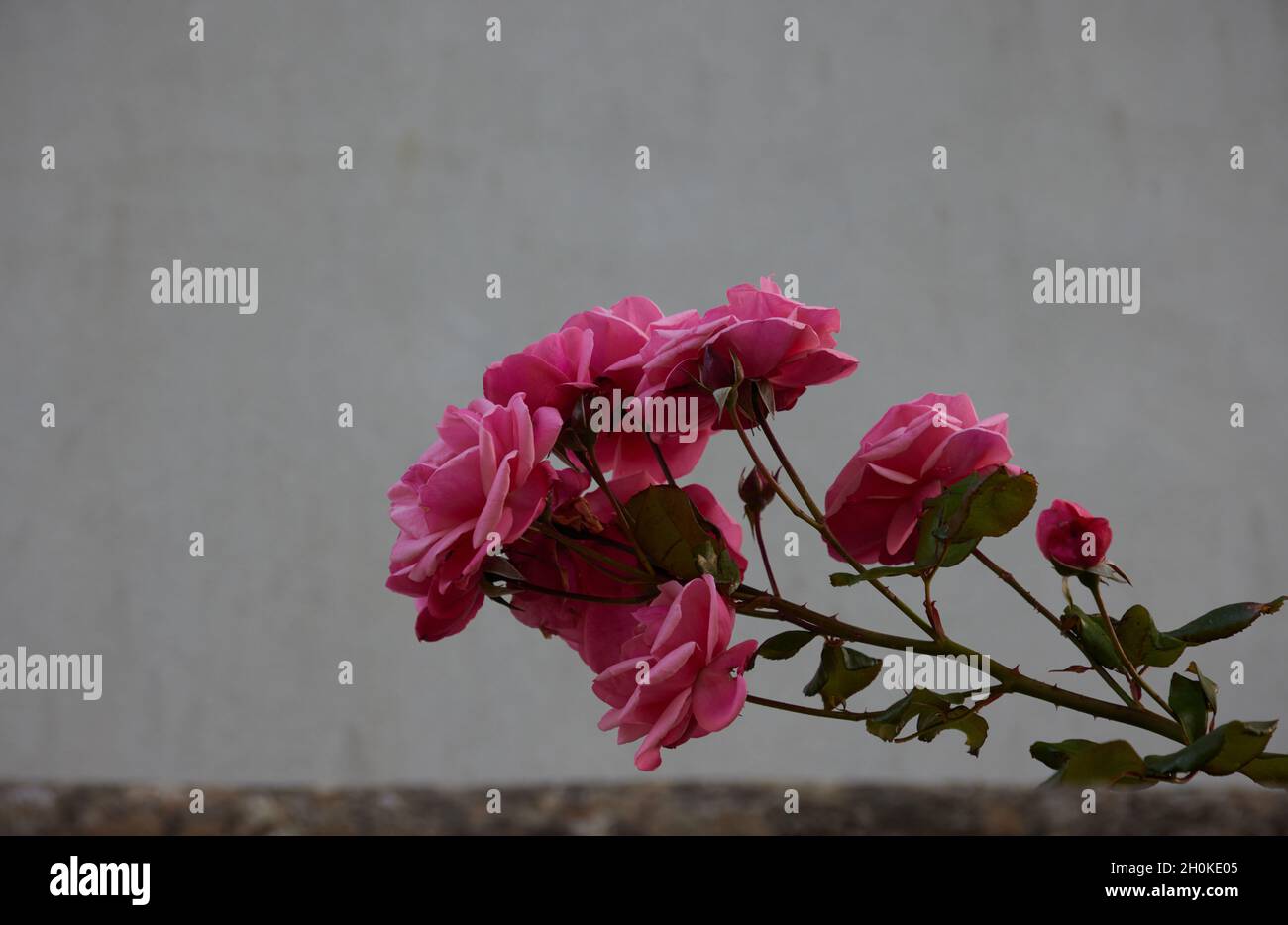 A cluster of salmon-pink roses seen against a grey wall Stock Photo - Alamy