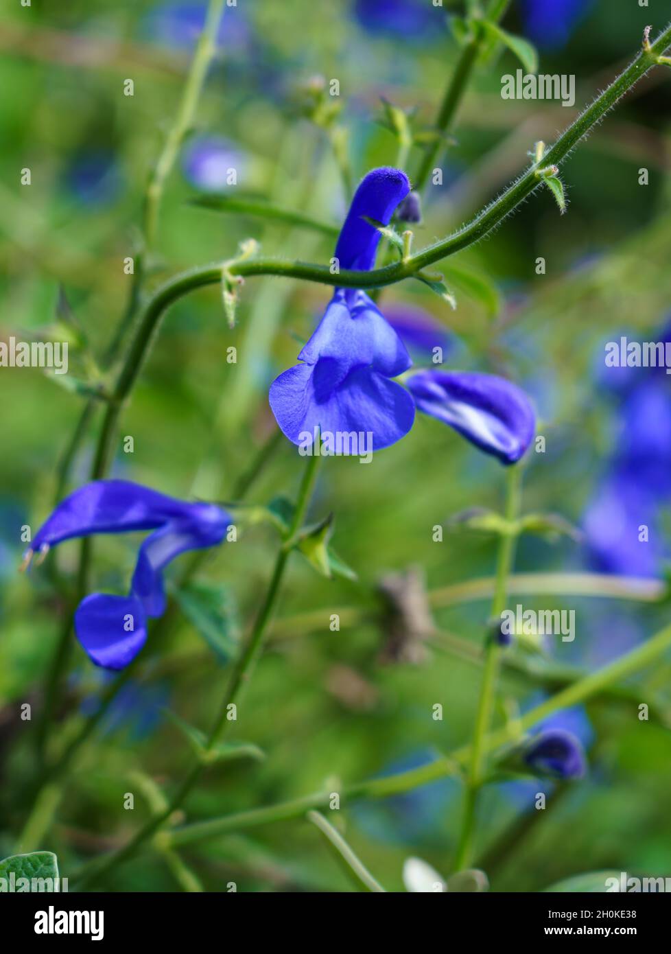close up of a Cambridge blue Gentian Sage (Salvia patens) also known as ...